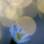 Program Mode in Photography: A Complete Guide