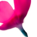 Program Mode in Photography: A Complete Guide