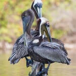 Shutter Priority: A Complete Guide to for Stunning Photos