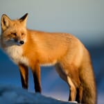 Vantage Point in Photography: A Guide (Plus 22 Examples)