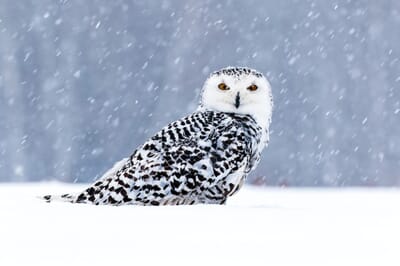 eye level photography examples