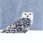 Vantage Point in Photography: A Guide (Plus 22 Examples)