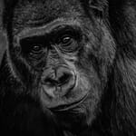 Vantage Point in Photography: A Guide (Plus 22 Examples)