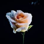 Vantage Point in Photography: A Guide (Plus 22 Examples)