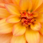 Wide vs Narrow Aperture: Guide to the Perfect Aperture