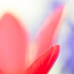 Wide vs Narrow Aperture: Guide to the Perfect Aperture