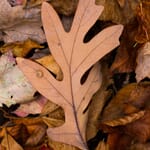 Wide vs Narrow Aperture: Guide to the Perfect Aperture