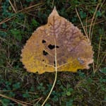 Wide vs Narrow Aperture: Guide to the Perfect Aperture