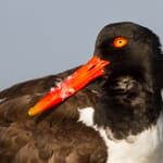 Wide vs Narrow Aperture: Guide to the Perfect Aperture