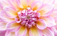 Macro Flower Photography