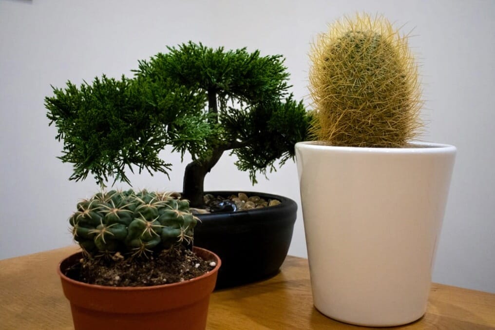 Best Focus Stacking Software in 2025 (Top 4 Options)